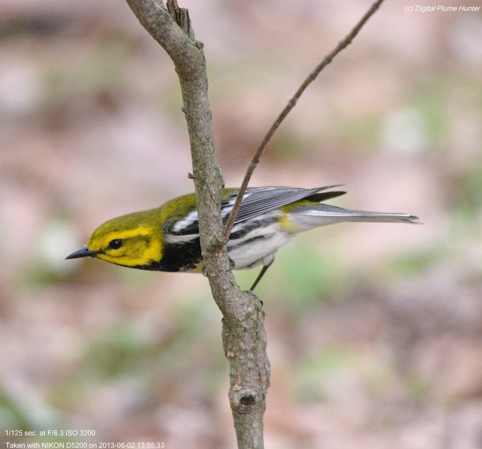 Hunting Digital Plumes in the US and Beyond: Indigo Bunting, Blue ...