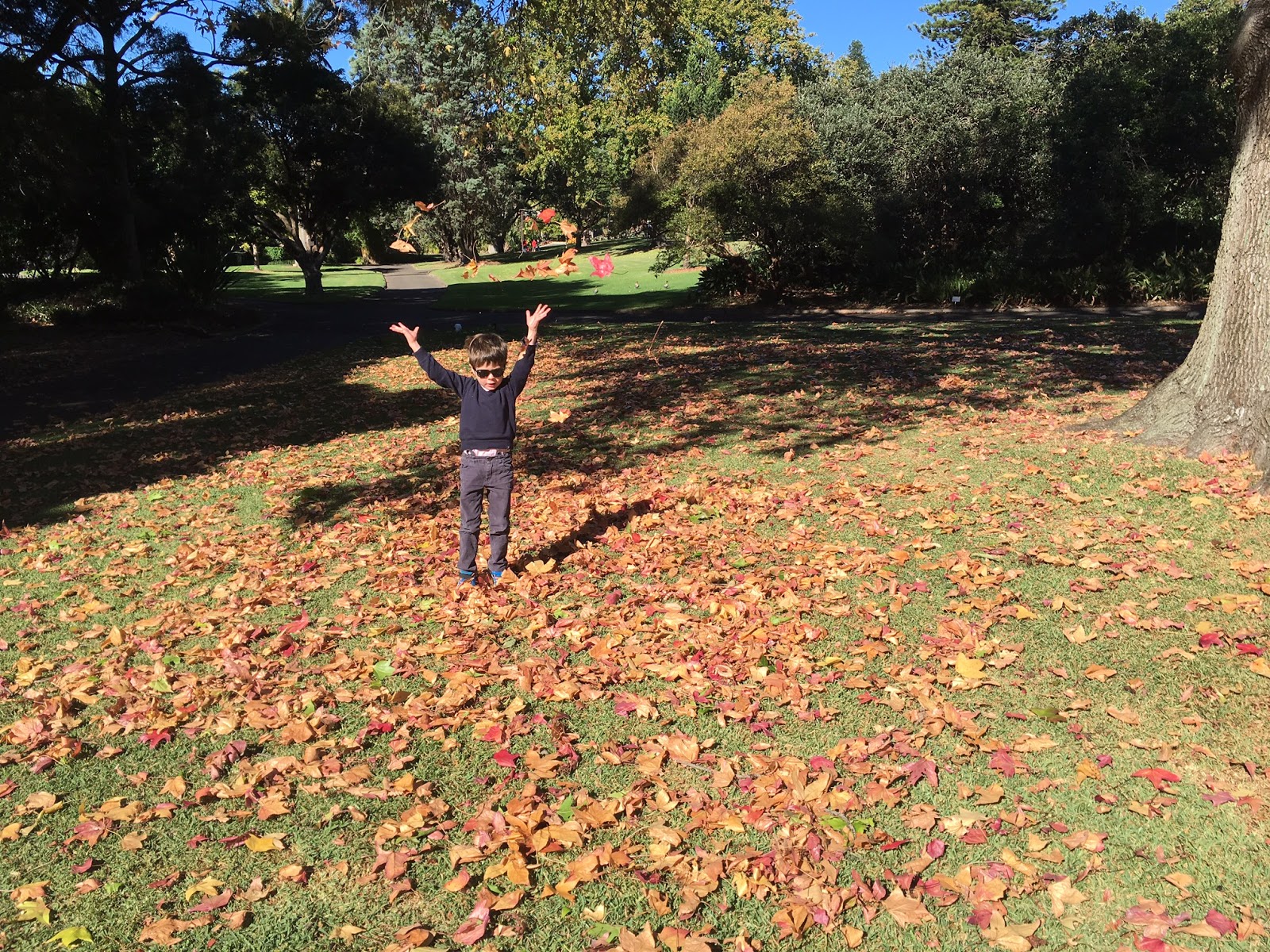 Return to Sydney: #13. Fall colors? Not in Sydney!