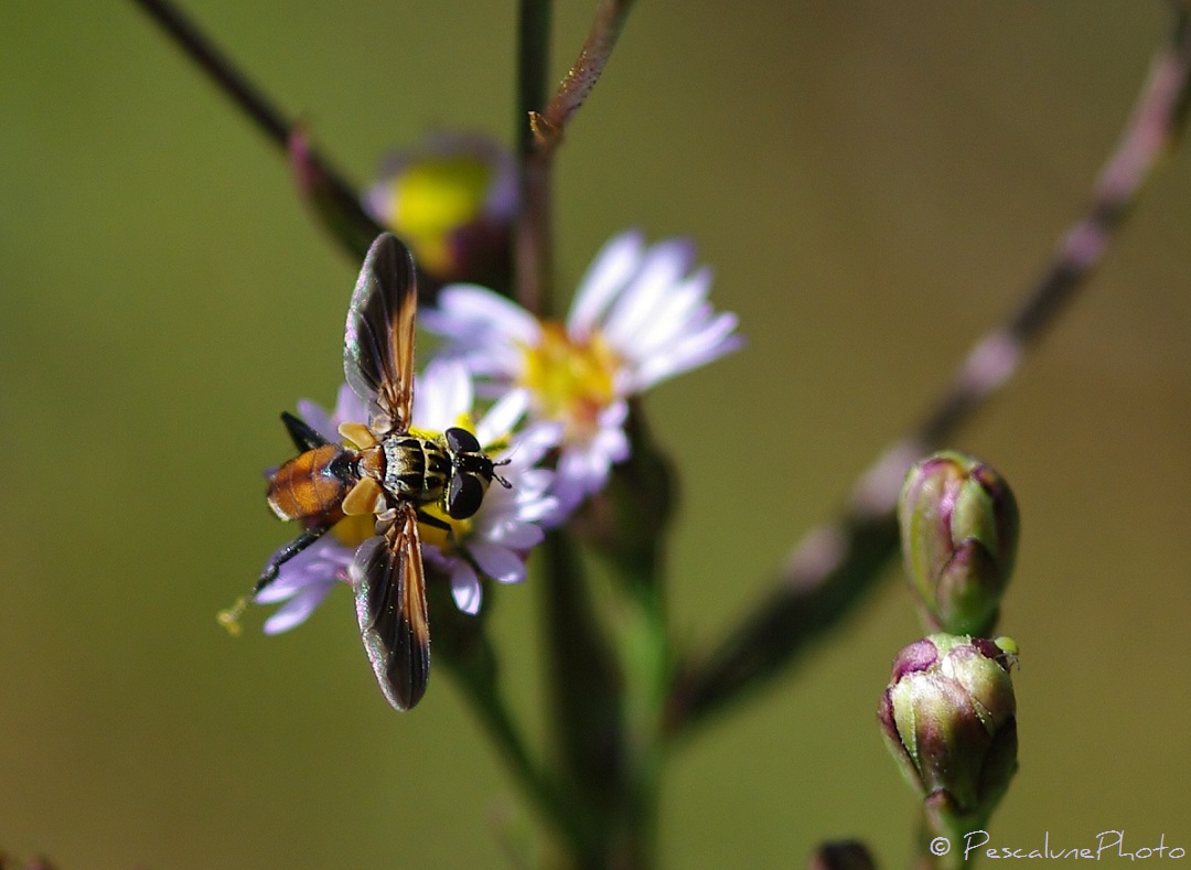 Pescalune Photo: Trichopoda pennipes
