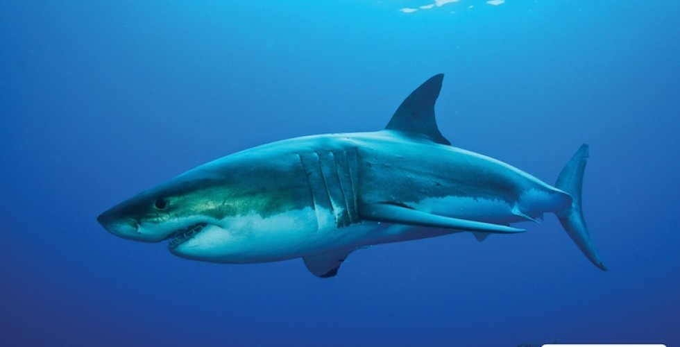 Fotografías sobre tiburones