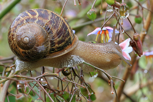 Beautiful 7 Photos of Snails Eating | The Life in The World