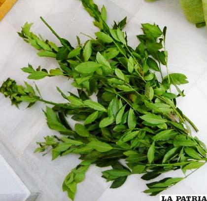 El laurel sirve para aliviar la molestia del nerviosismo | Diagnostico ...