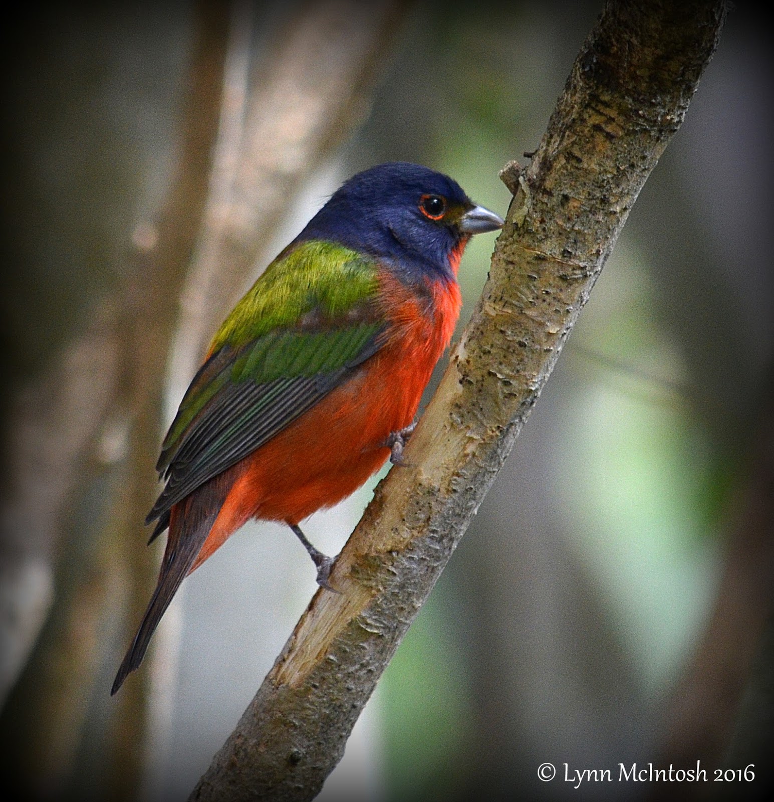 Southwest Florida Gardener: Bird Migration is On!