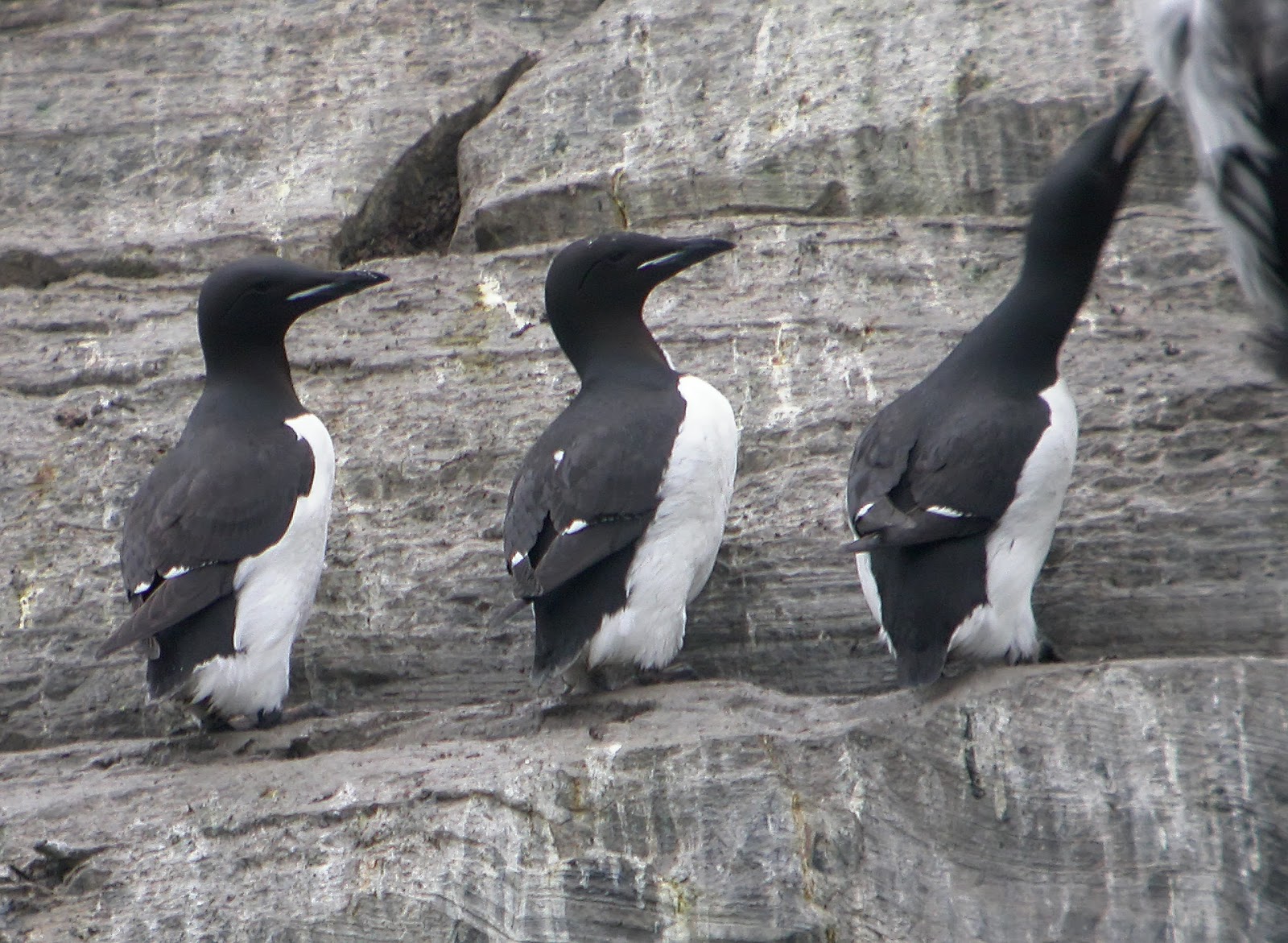 Aves y Fotografía de Naturaleza: Arao Común, Uria aalge, Guillemot