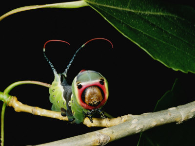 Puss Moth | Animal Wildlife