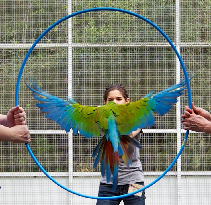 Budgerigar Universe: Macaw training how to tame your Macaw parrot