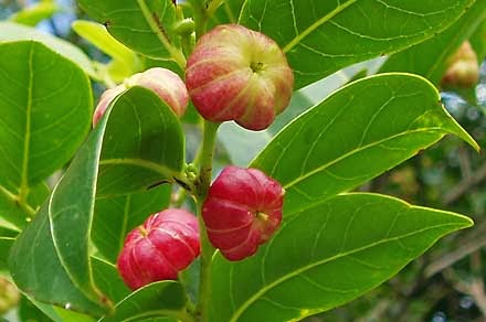 Reforestation and the Medicinal Uses of Trees -Liliana Usvat Research ...