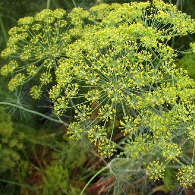 50 ANOS RUBI-um blog totalmente esotérico.: O PODER CURATIVO DA ERVA DOCE