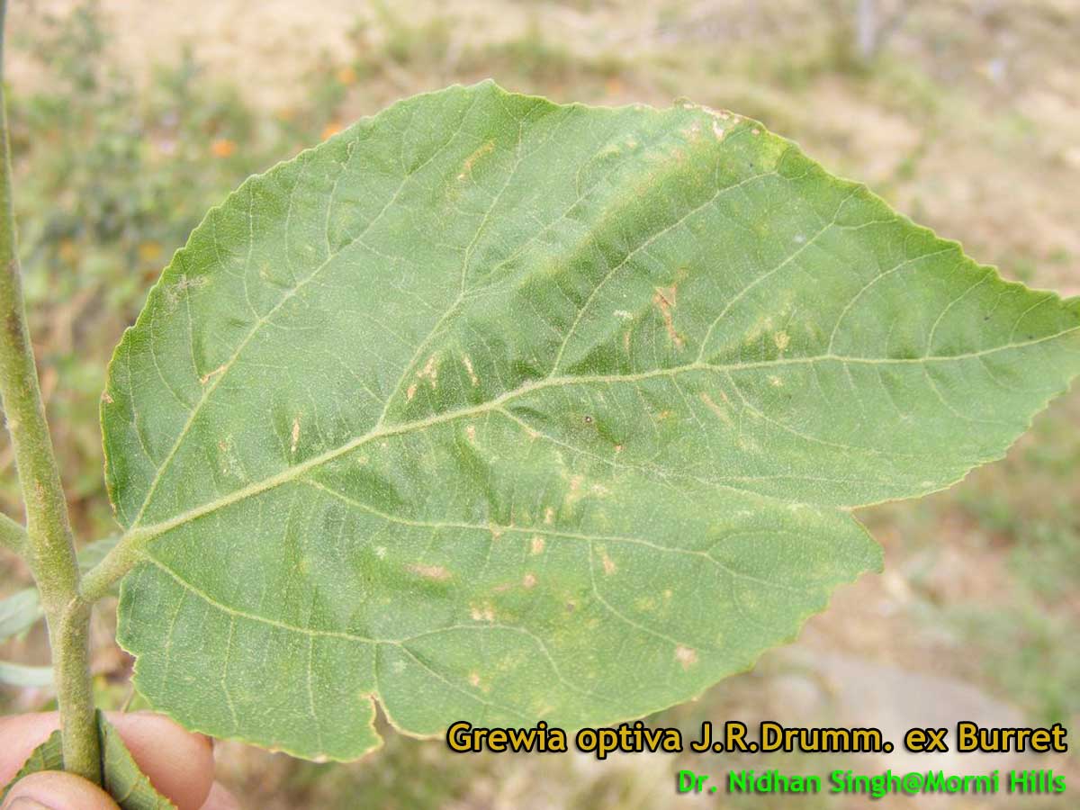 Medicinal Plants: Grewia optiva, dhanvanah, Beul