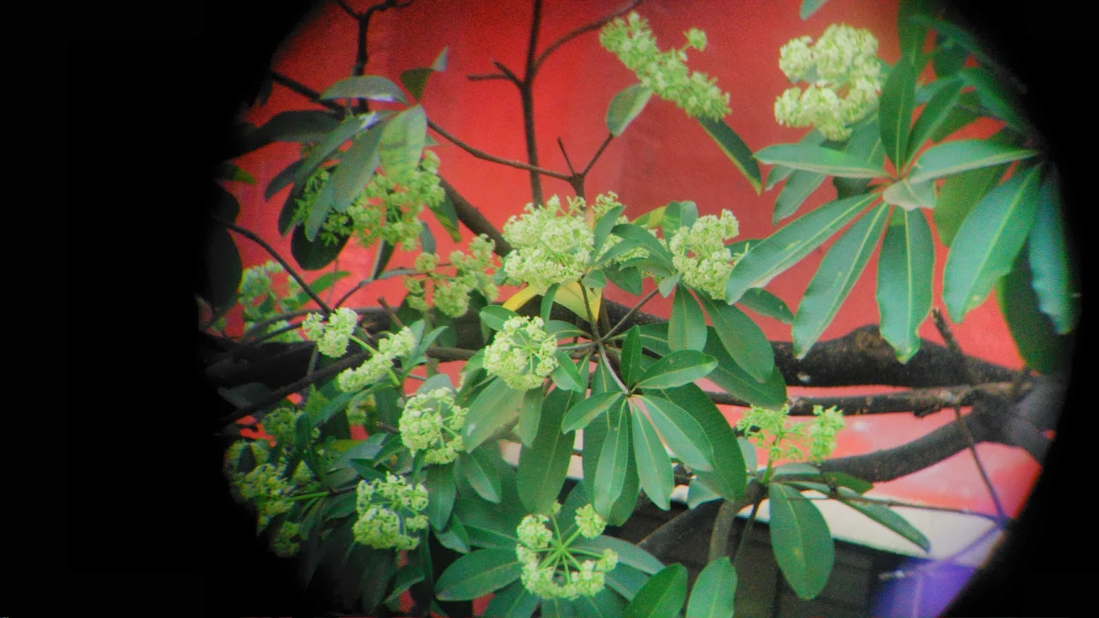 tell, try, do: Haunted by the Devil's Tree