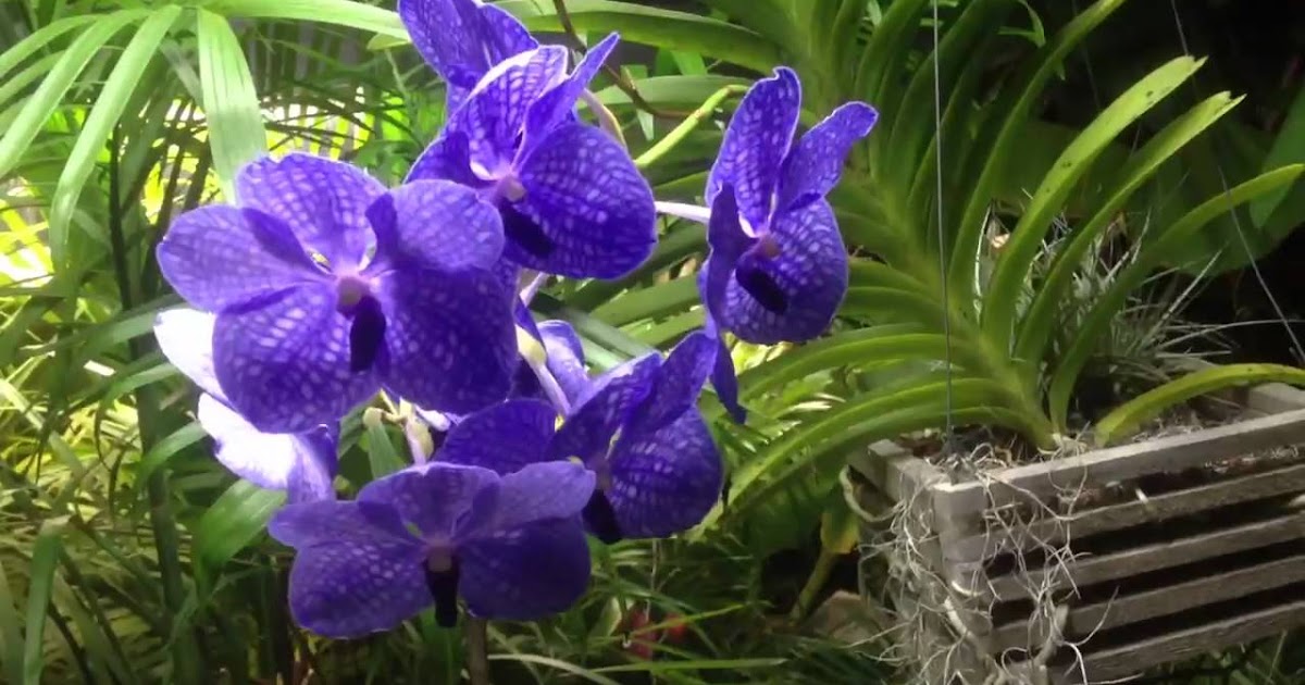 Grow and care Vanda orchid plants | Travaldo's blog