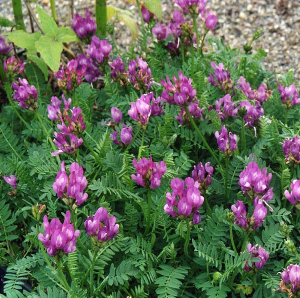 Plants, insects and animals: Purple milk-vetch