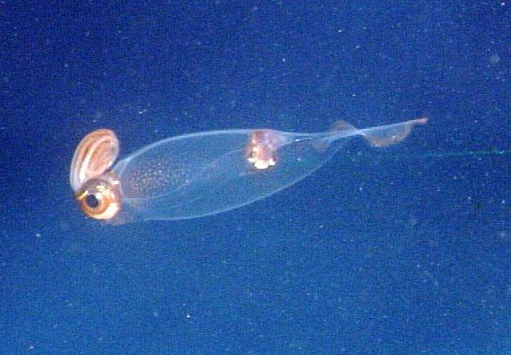 Real Monstrosities: Atlantic Cranch Squid