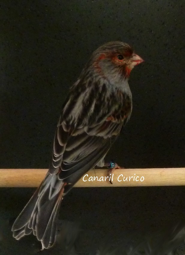 Canaril Curico - Canário de Cor: Cobre Mosaico Macho - Filhote 2011