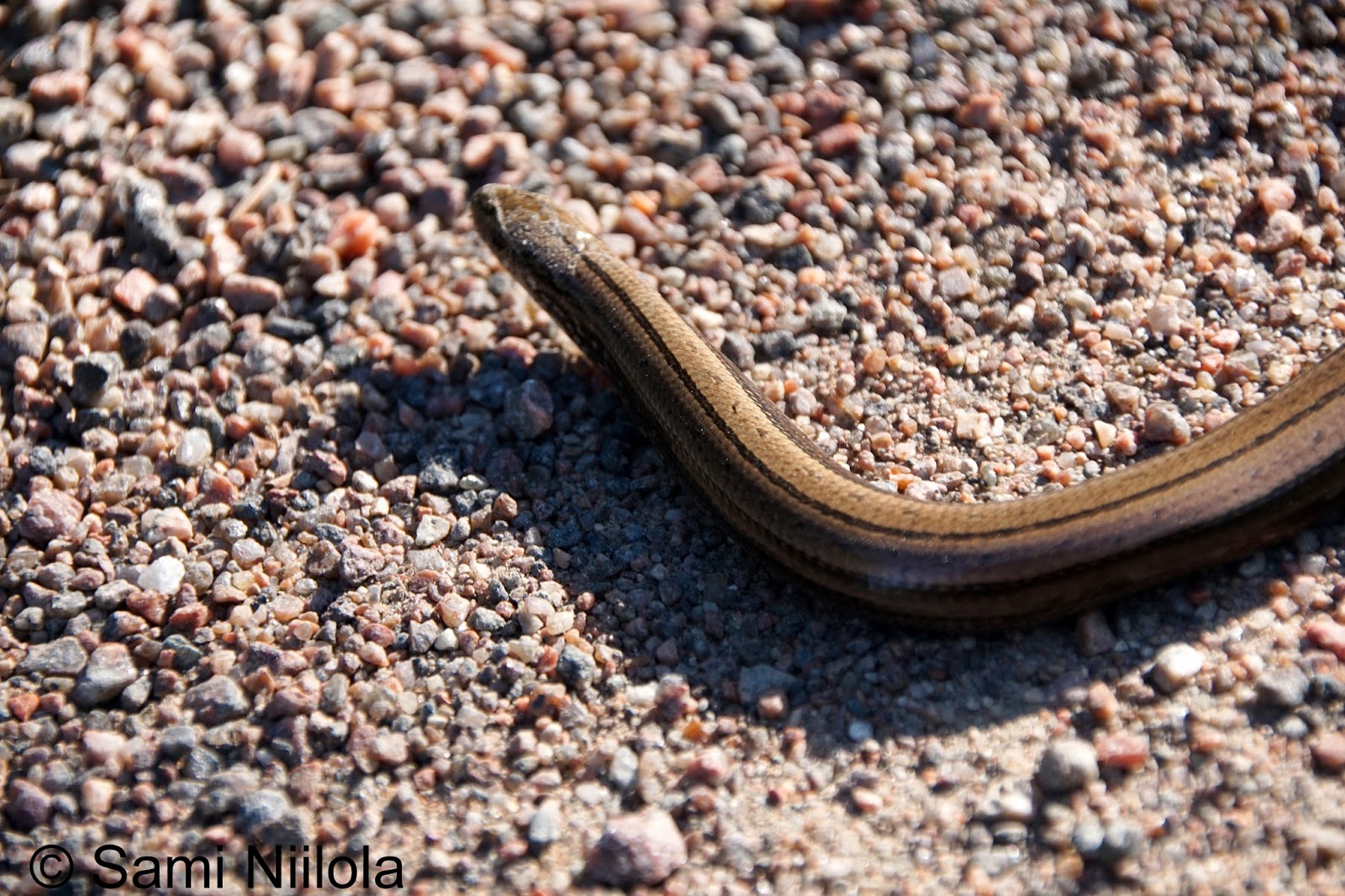 Samin luontokuvia nature photos: VASKITSA The Anguis fragilis, or slow worm