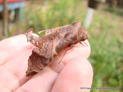 PURE FLORIDA: The Moth From My Christmas Tree.
