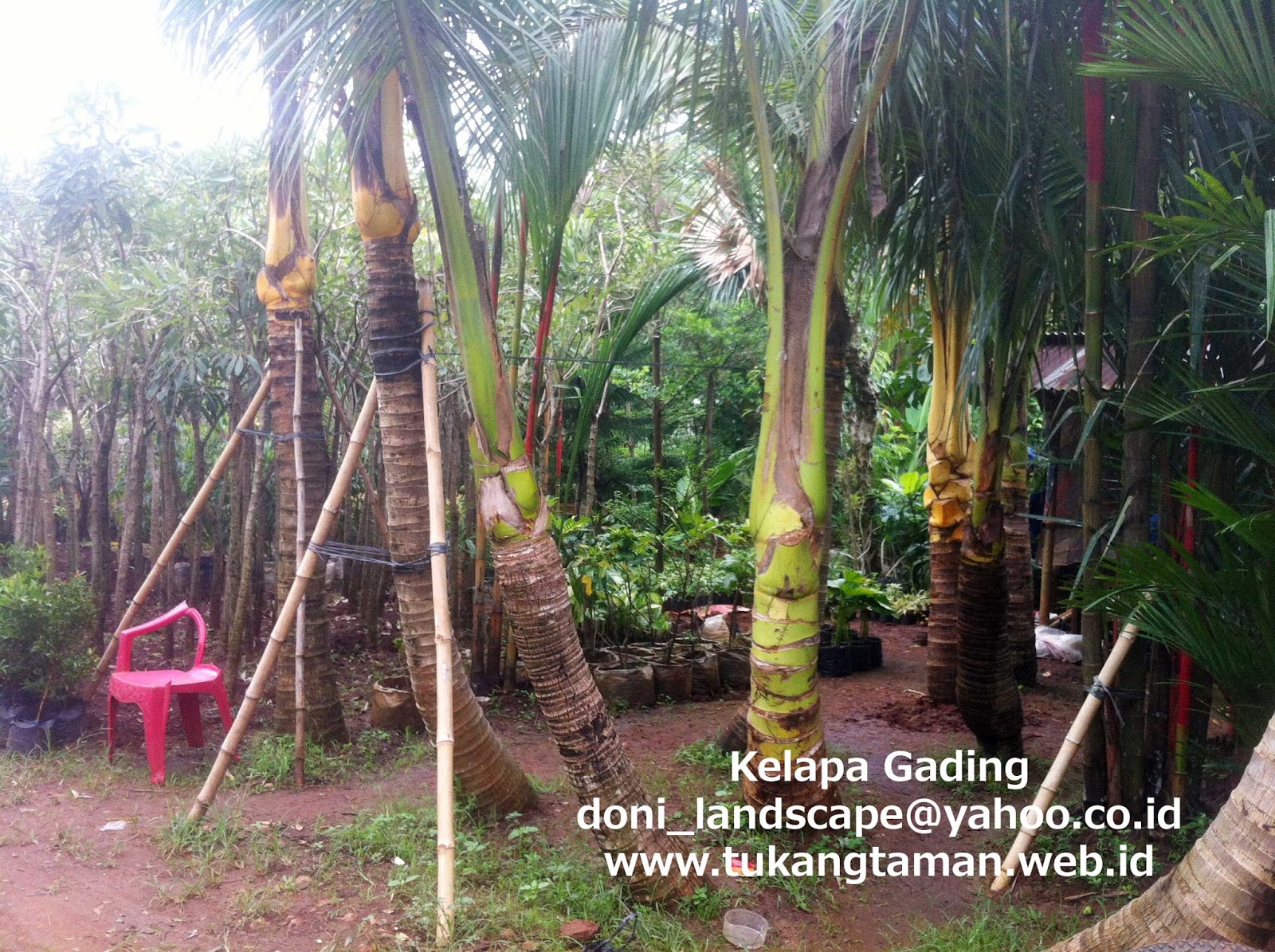 Jual Pohon Kelapa Gading | Pohon Pelindung ~ TUKANG TAMAN
