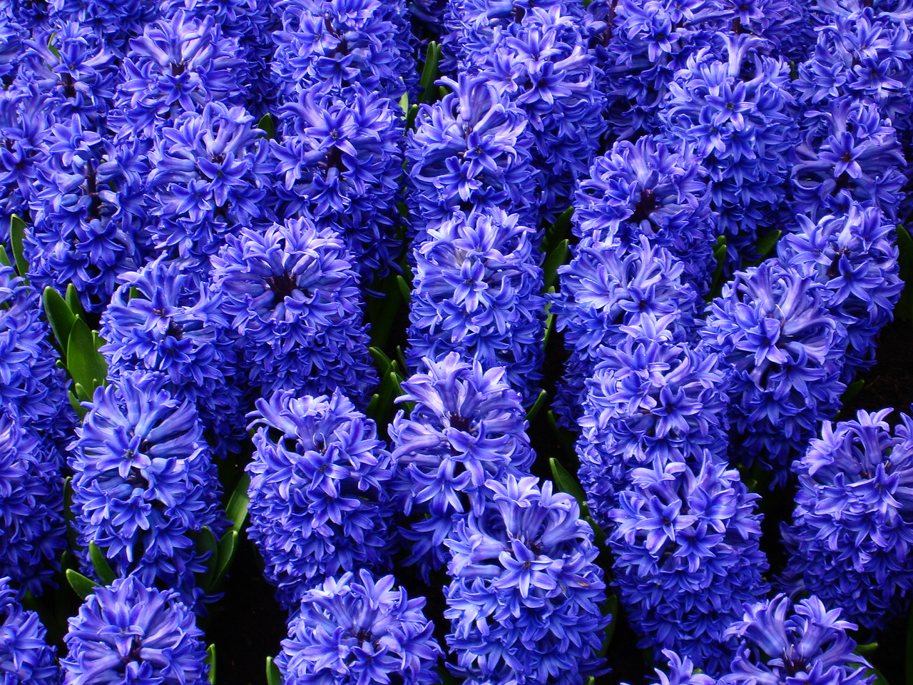 Viajeros Extraviados: Flores azules ¿violeta?