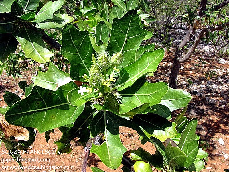 FAUNA E FLORA DO RN: Favela(Cnidoscolus quercifolius Pohl.) ; Flora do RN