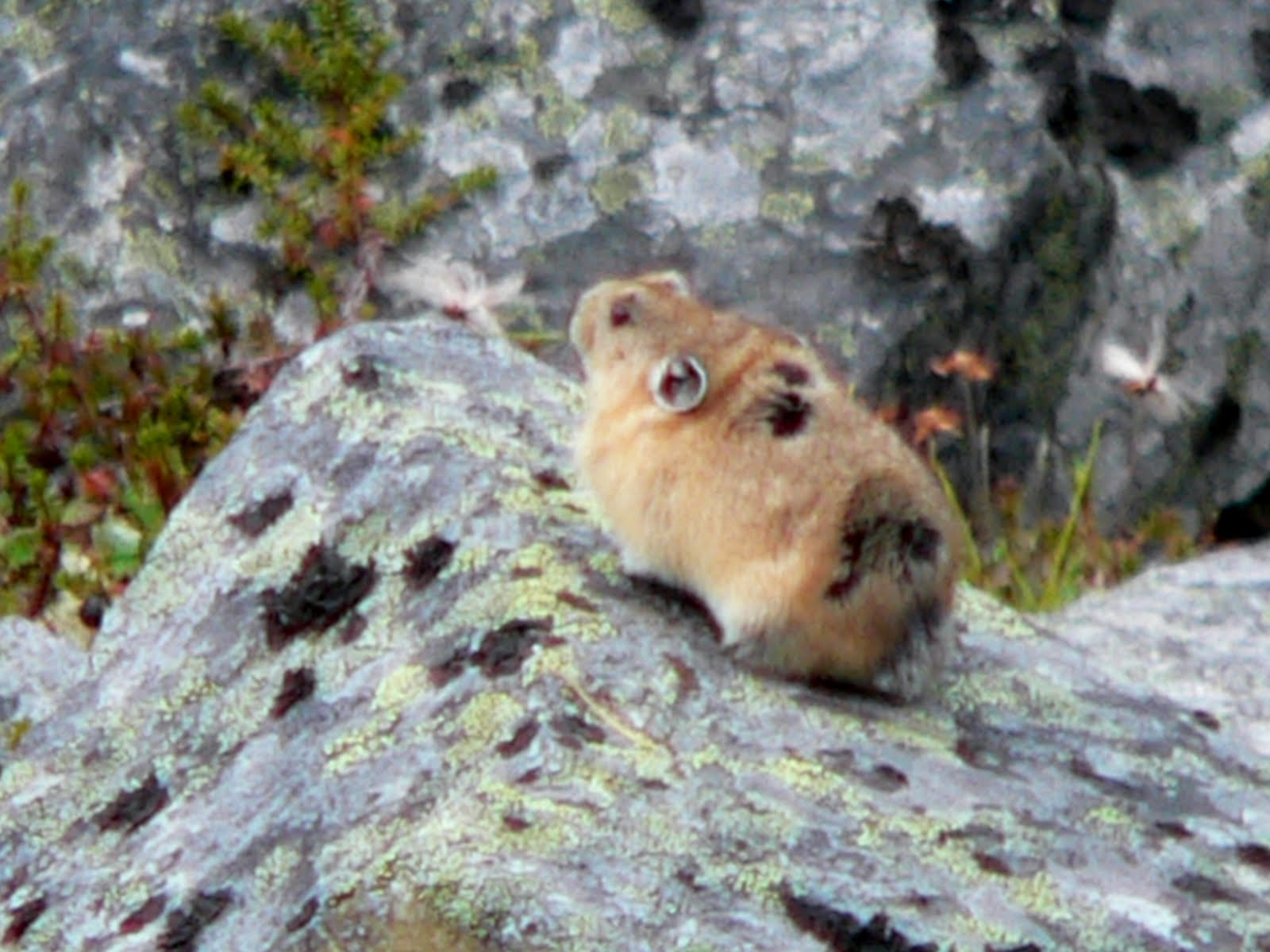 sunshinecoastbirds: Snowy Owl and Other Wildlife of the Russian Arctic