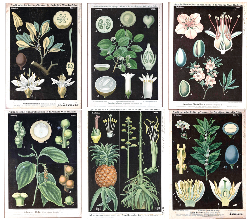 Dwellings By Devore Black Botanicals