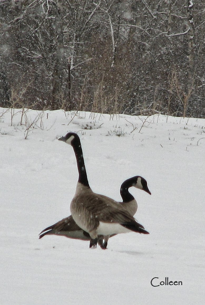 The Turn-Up Patch: Life Lessons from Geese