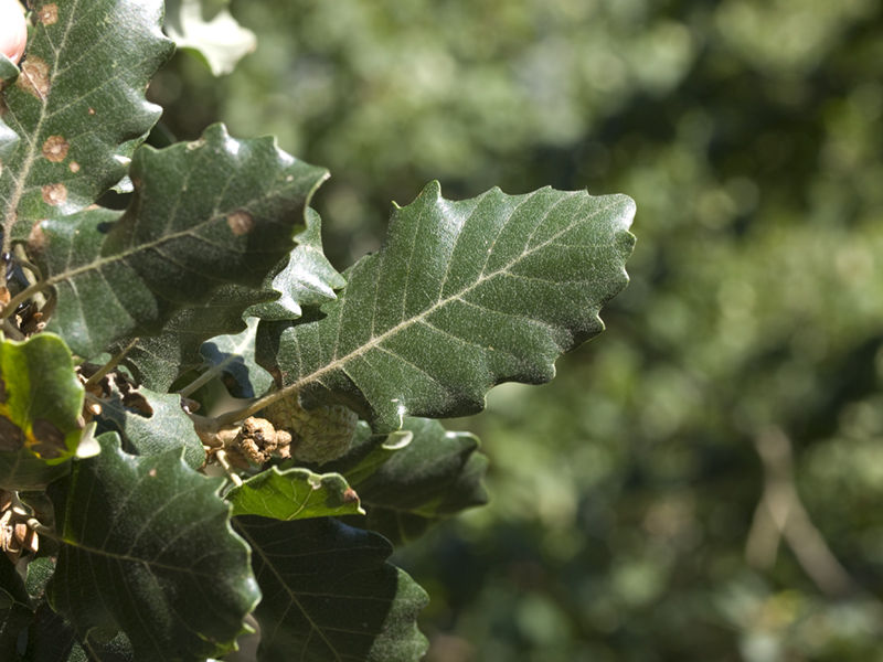 Paseos por la naturaleza: Quercus faginea subespecie faginea. Quejigo.