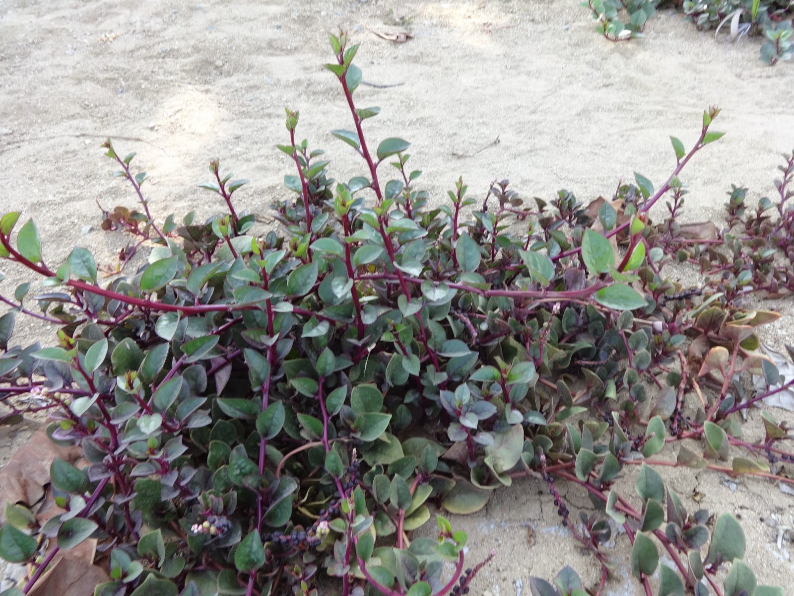 Herbs from Distant Lands: Basella alba, Basella rubra - Malabar Spinach