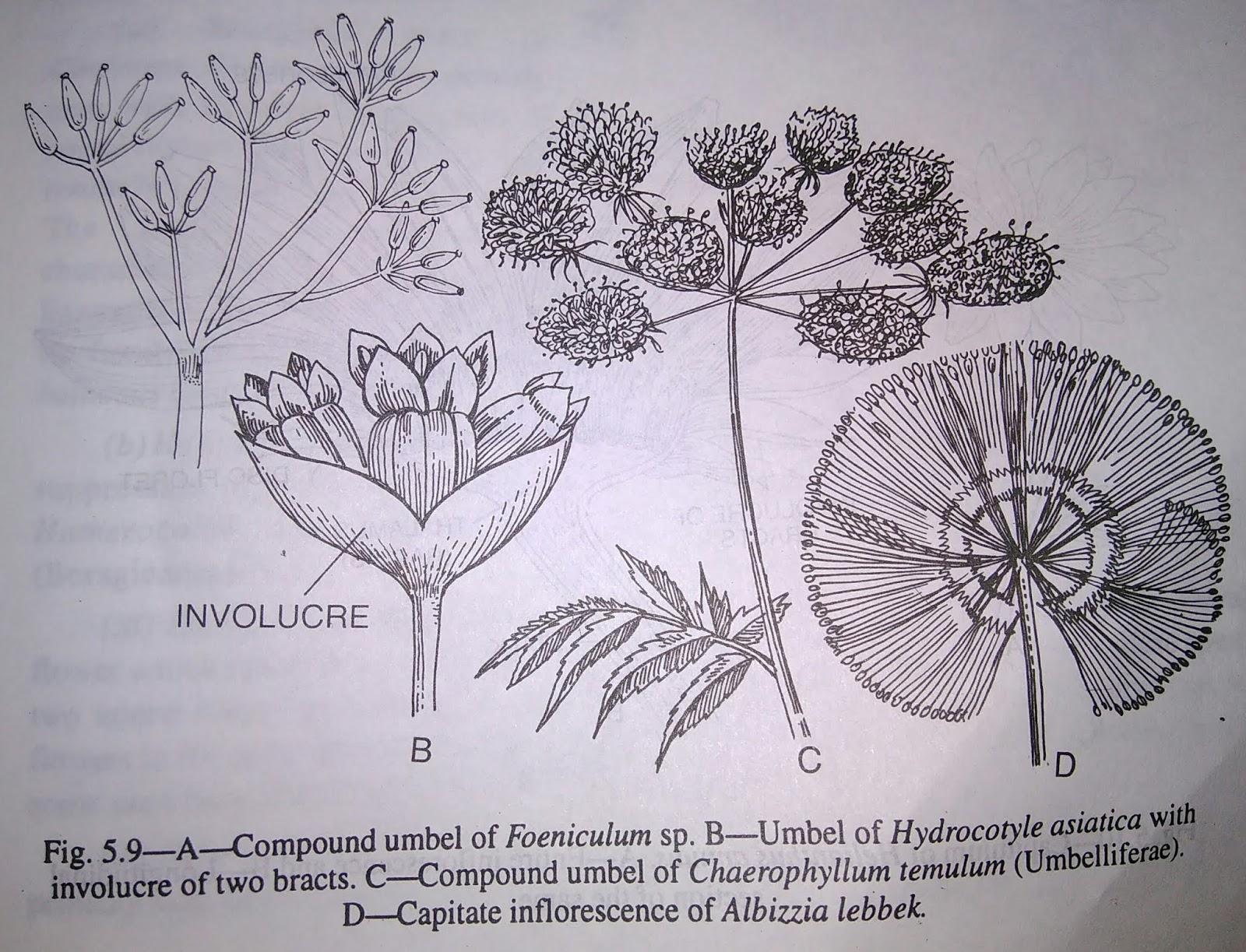 Indefinite or Racemose Inflorescence and its types- digieduco