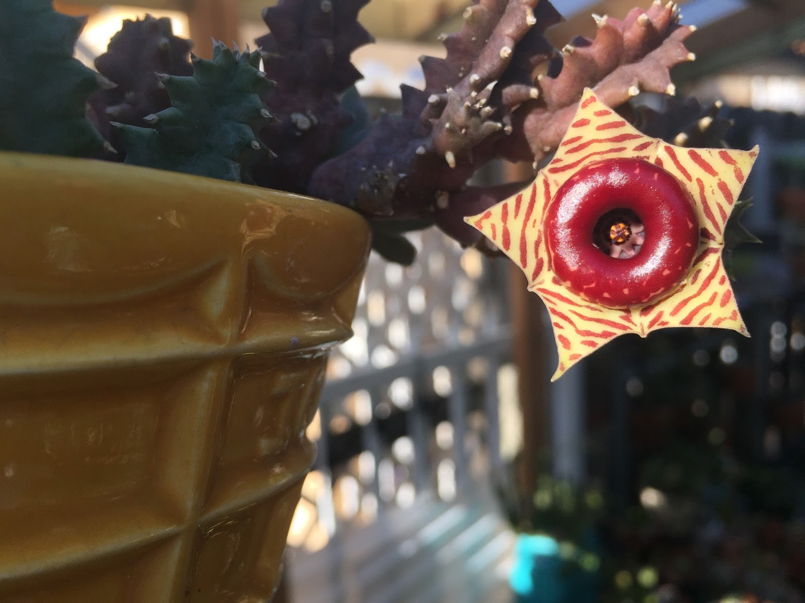 How to Grow and Care for Huernia Succulents