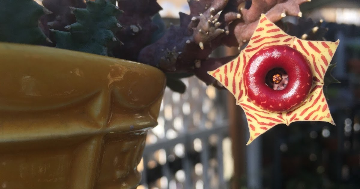 How to Grow and Care for Huernia Succulents