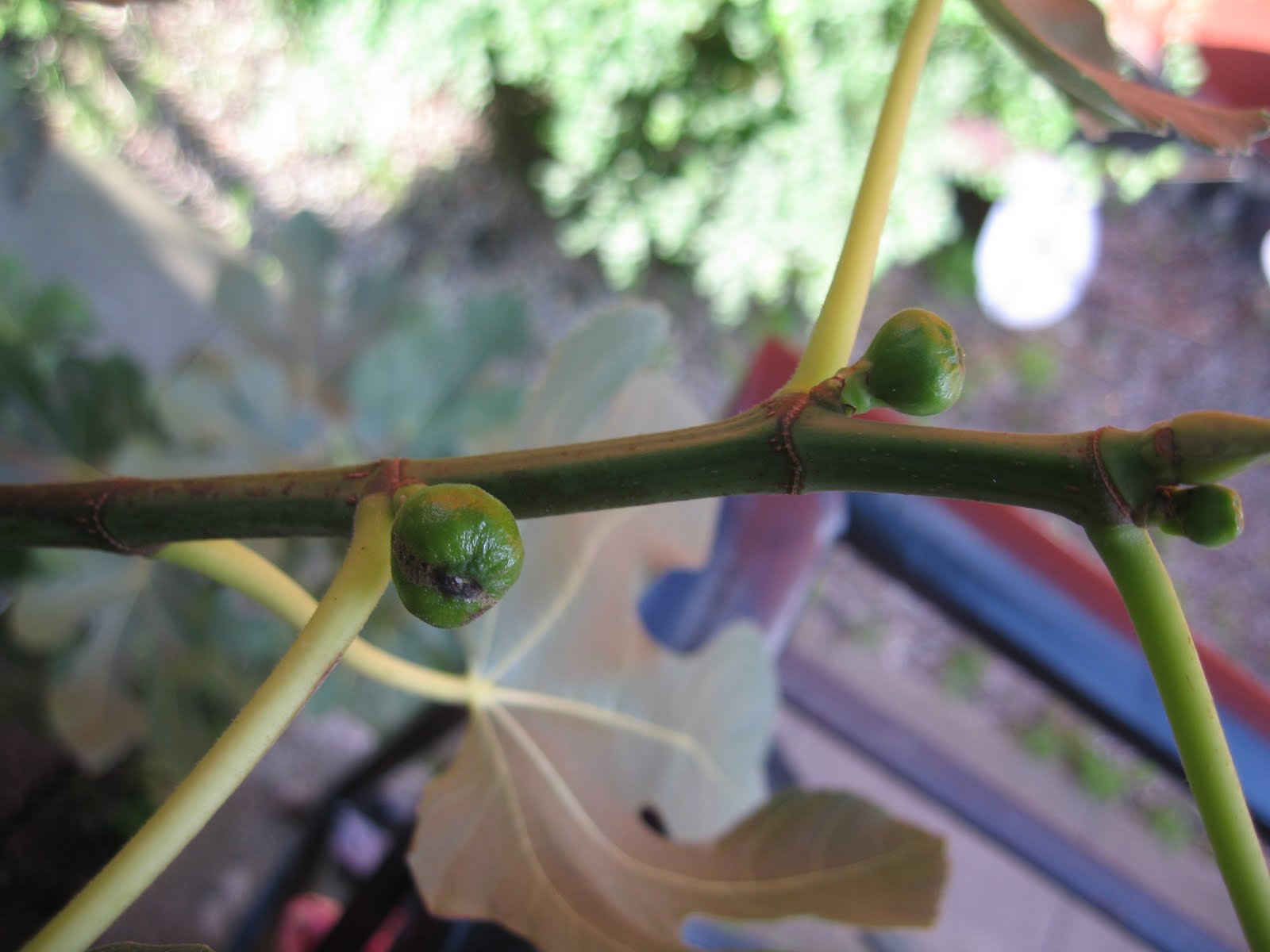 I Min Egen Verden: Kan man spise figner?