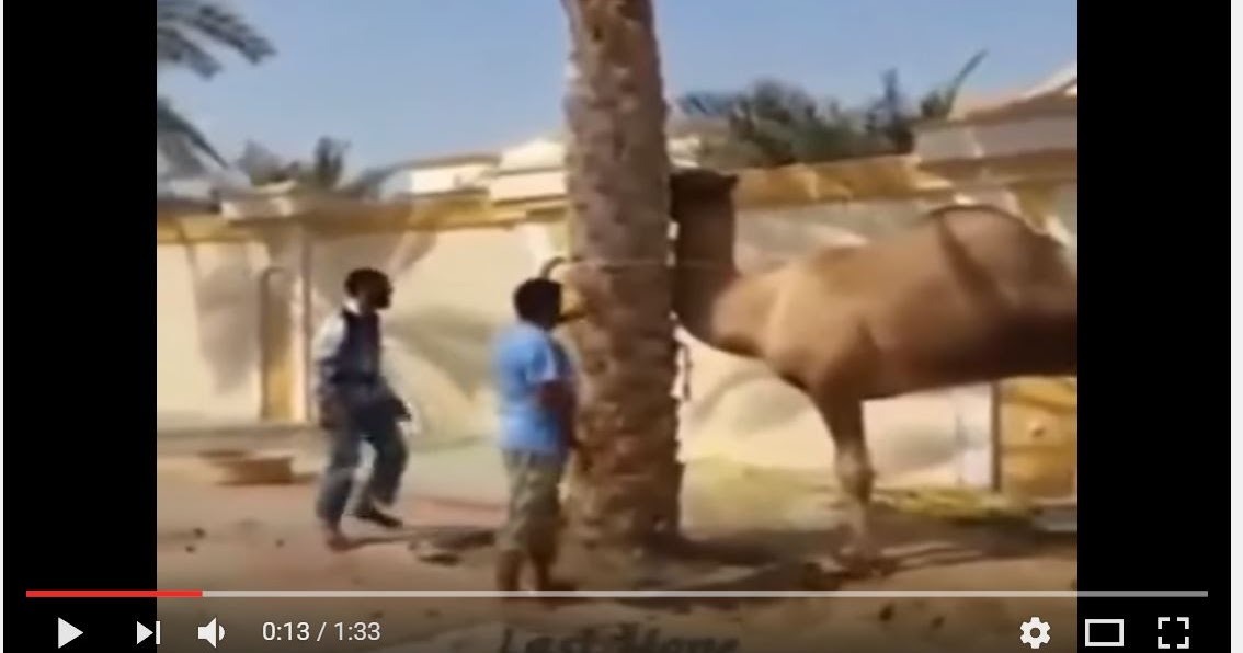 (VIDEO) CARA ARAB SEMBELIH UNTA . RILEK SAJA, SAMBIL BERDIRI PULAK TU ...