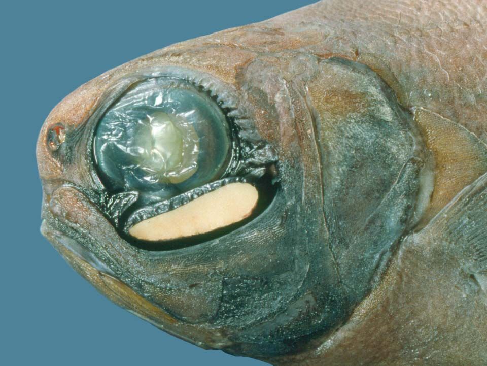 Flashlight Fish