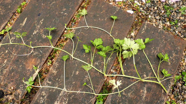 Eden By The Bay: Plant Propagation – Runners