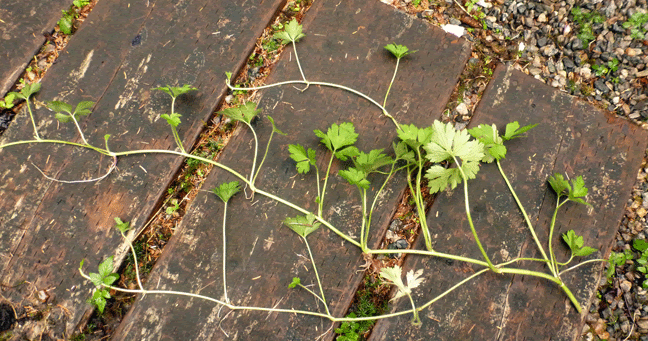 Eden By The Bay: Plant Propagation – Runners
