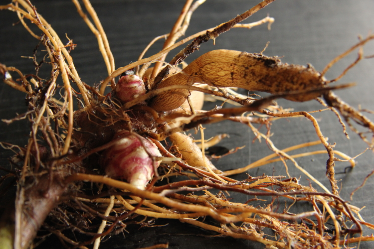 Mudflower: Yacon - the world's most civilised vegetable
