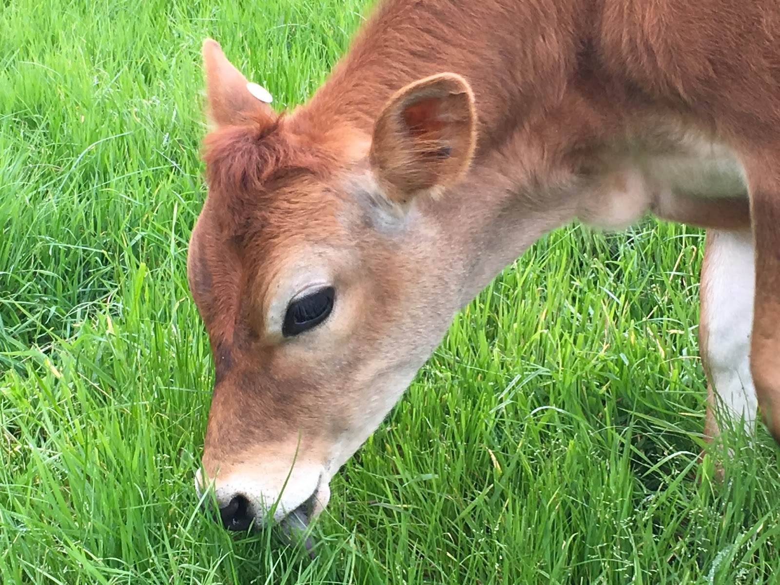 RDO Melbourne: Edendale Farm, Eltham