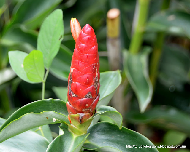 Tofu Photography: A tropical red ginger plant at Thung Khai Botanic ...