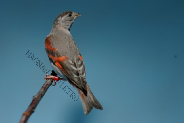 Pintassilgo, Tarin américain, Amerikaanse sijzen, Amerikanische zeisige ...