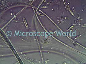 Microscope World Blog: Autotrophs