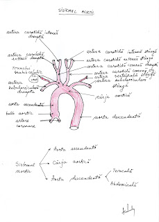 SCOALA DE ANATOMIE