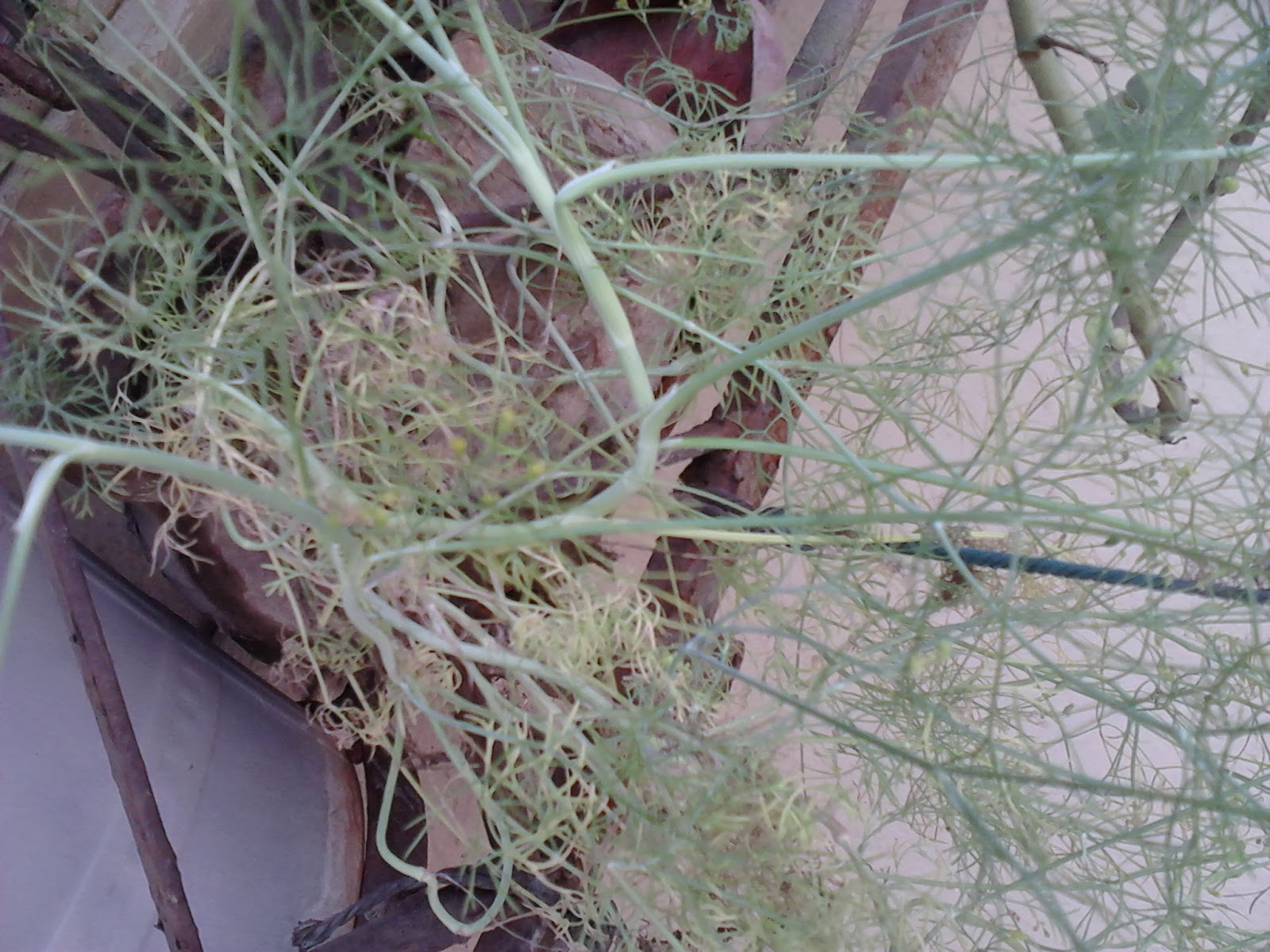 Garden Care Simplified: Grow Badishep at Home Badi Shep Fennel Seeds ...