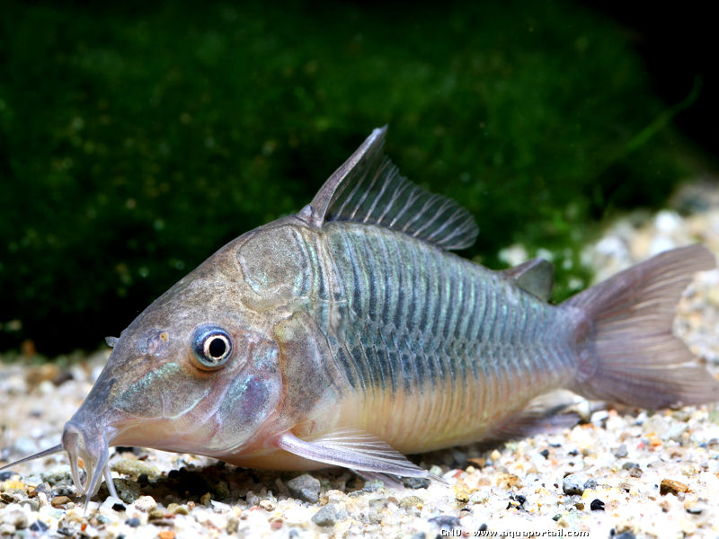 Fish Pictures: Hognosed brochis - Brochis multiradiatus