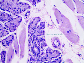 Microscope World Blog: Tongue Taste Buds Under the Microscope