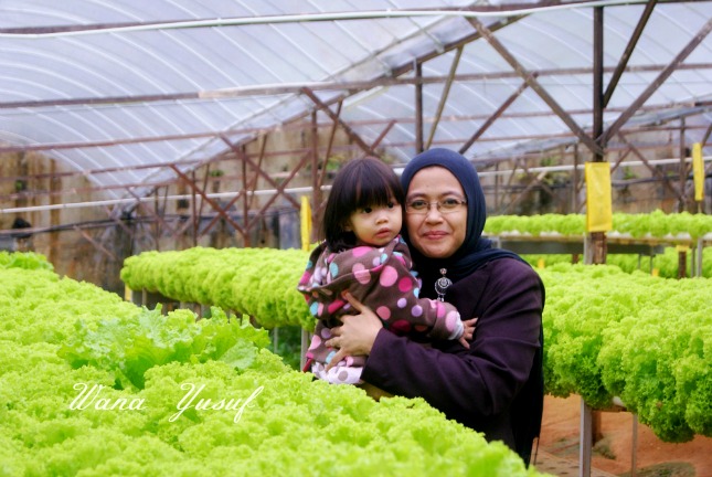 My Beautiful Life....: Taman Bunga Dan Kebun Sayur Cameron Highland...