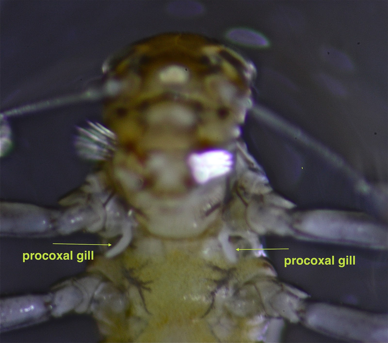 Aquatic Insects of Central Virginia: Heterocloeon curiosum at the ...