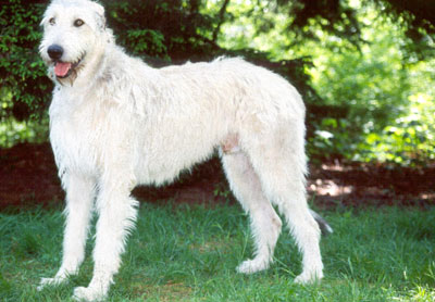 Glamourwoofs: July 2013