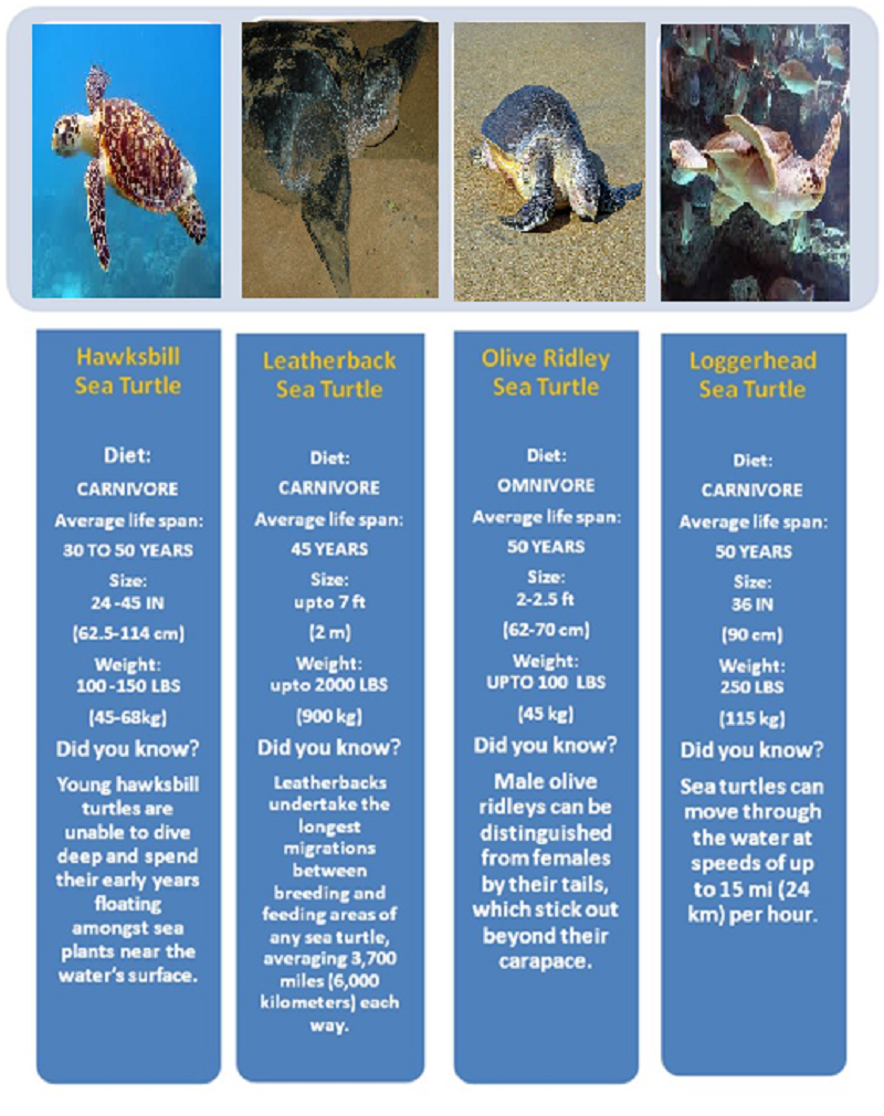 The Amazing World of Nature and Science: TURTLES - An Endangered Species