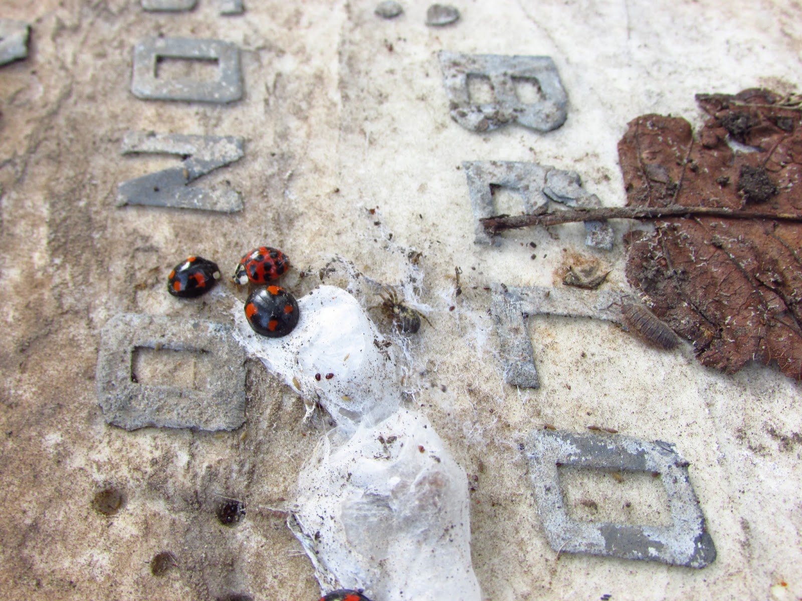 BugBlog: Cemetery Bugs